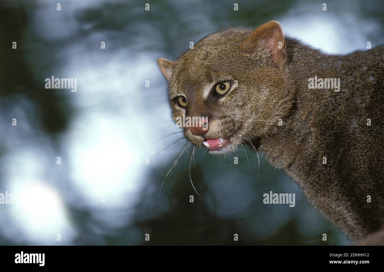 Jaguarundi, herpailurus yaguarondi, Portrait of Adult Stock Photo - Alamy