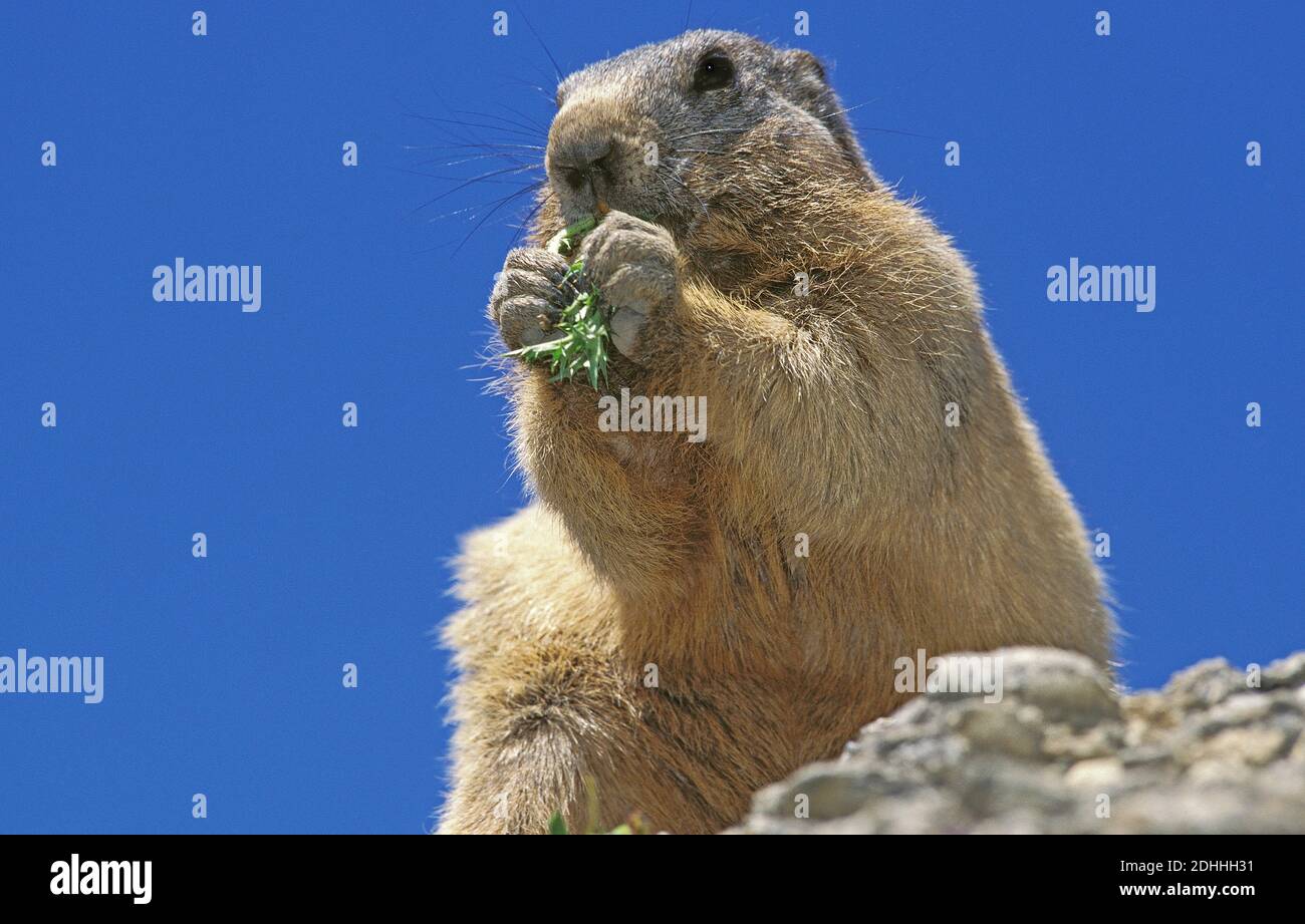 Alpine Marmot, marmota marmota, South of France, Adult eating Plant ...