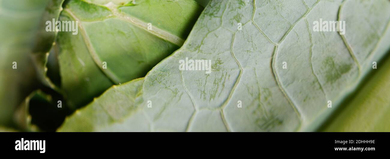 panoramic close- up of the structure of a green leaf of a cauliflower ...