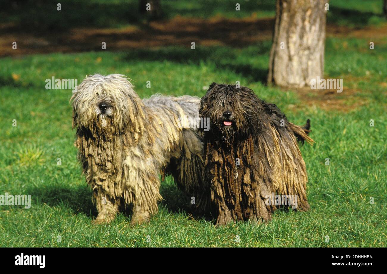 Bergamasco sheepdog hi-res stock photography and images - Alamy