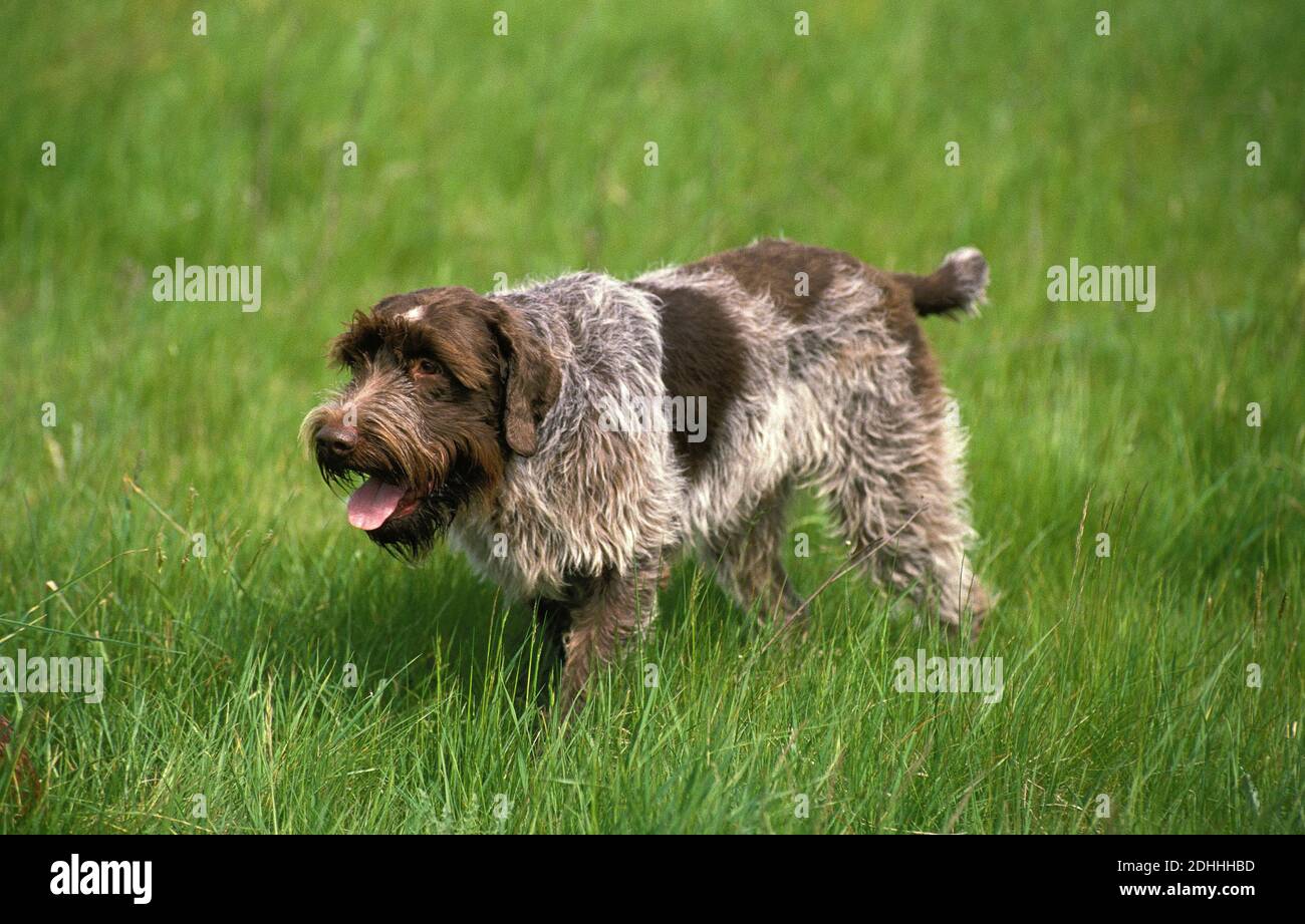 Korthal Dog or Wire-Haired Griffon Dog Stock Photo - Alamy