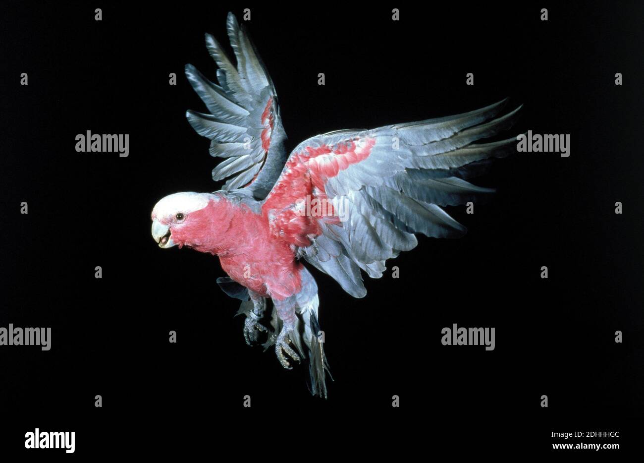 Galah, eolophus roseicapilla, Adult in Flight against Black Background ...