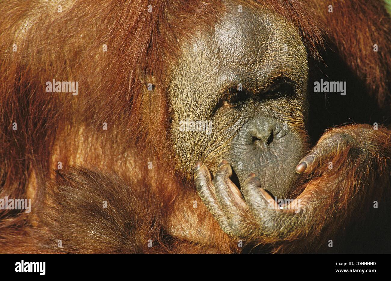 Orang Utan, pongo pygmaeus, Female eating Stock Photo - Alamy