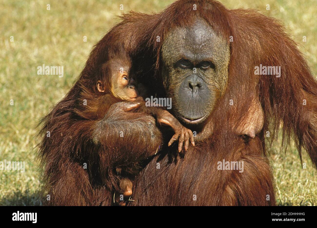 Orang Utan, pongo pygmaeus, Mother with Young Stock Photo - Alamy