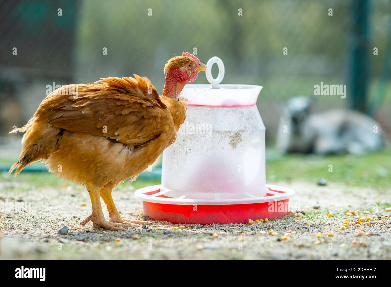 Hen feed on traditional rural barnyard. Close up of chicken standing on ...