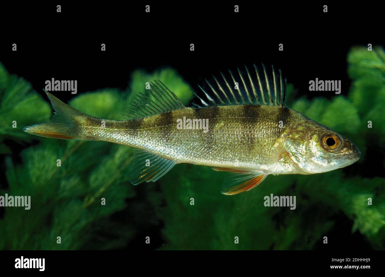 European Perch, perca fluviatilis, Adult Stock Photo - Alamy