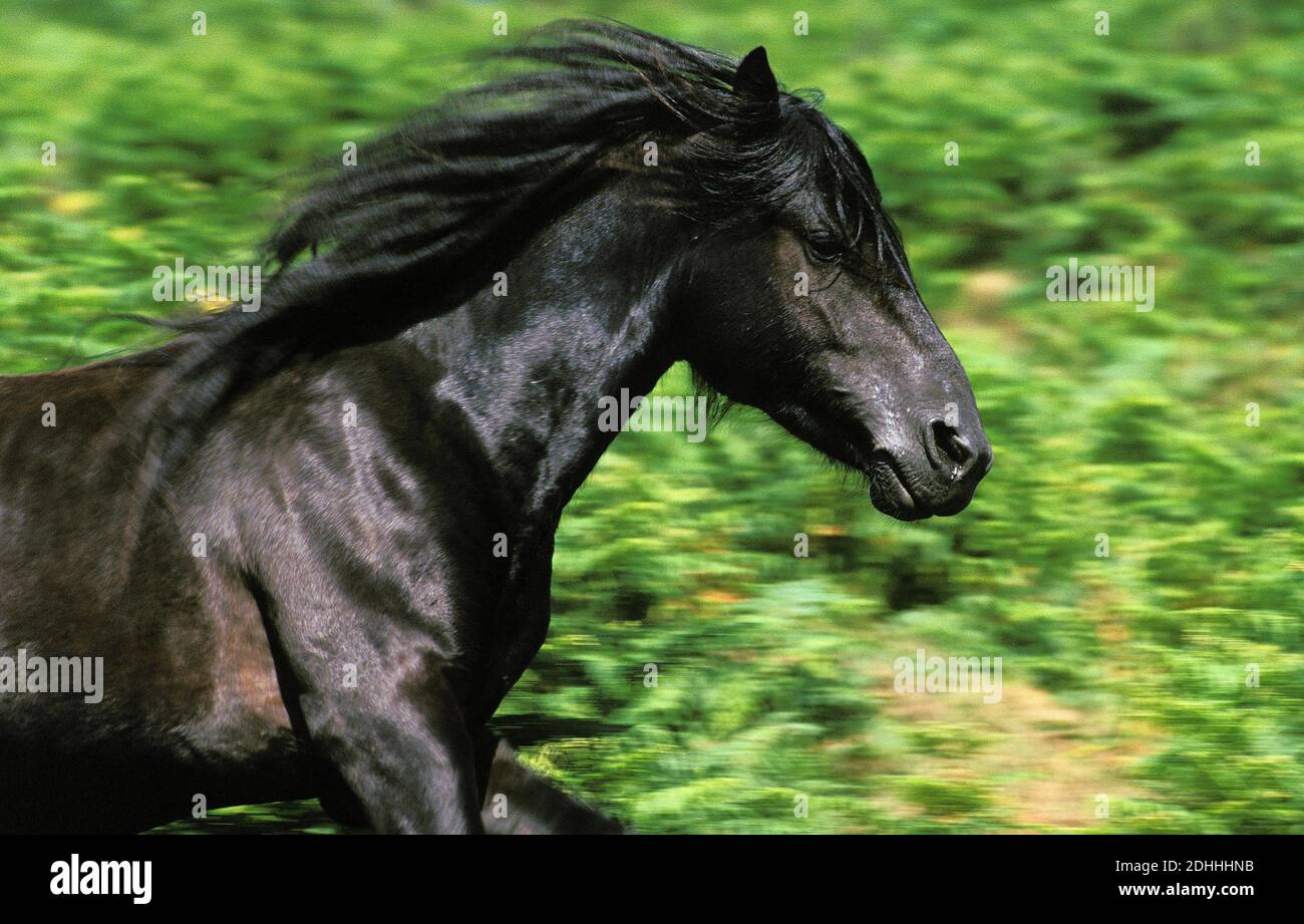 A pottok pony hi-res stock photography and images - Alamy