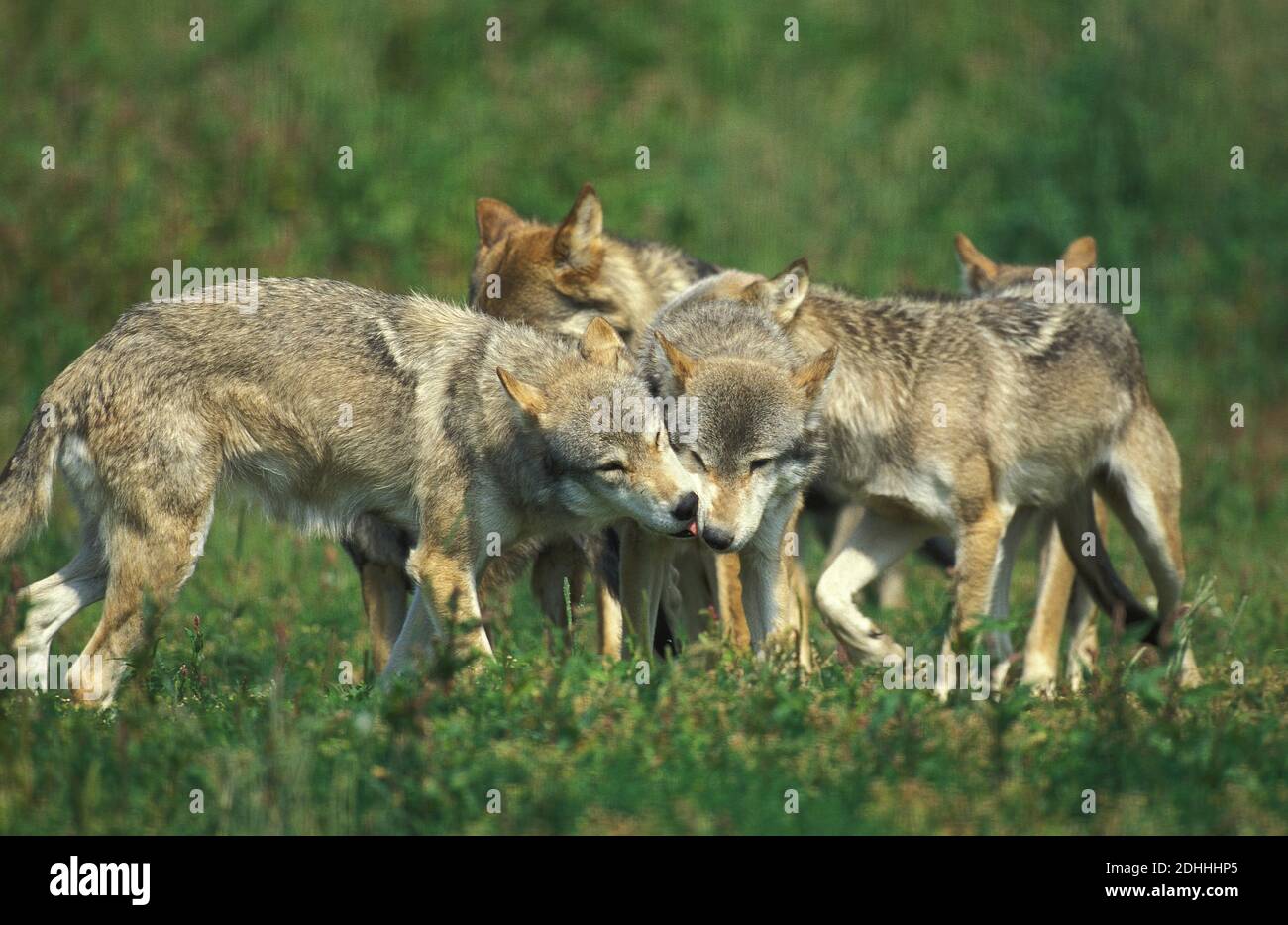 European Wolf, canis lupus, Pack Stock Photo - Alamy