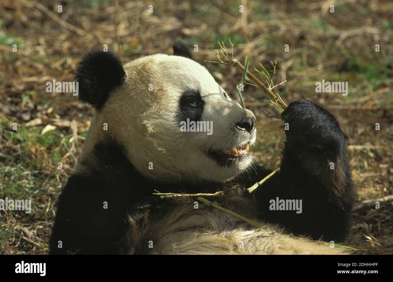 Giant Panda, ailuropoda melanoleuca, Adult eating Bamboo, Wolong ...