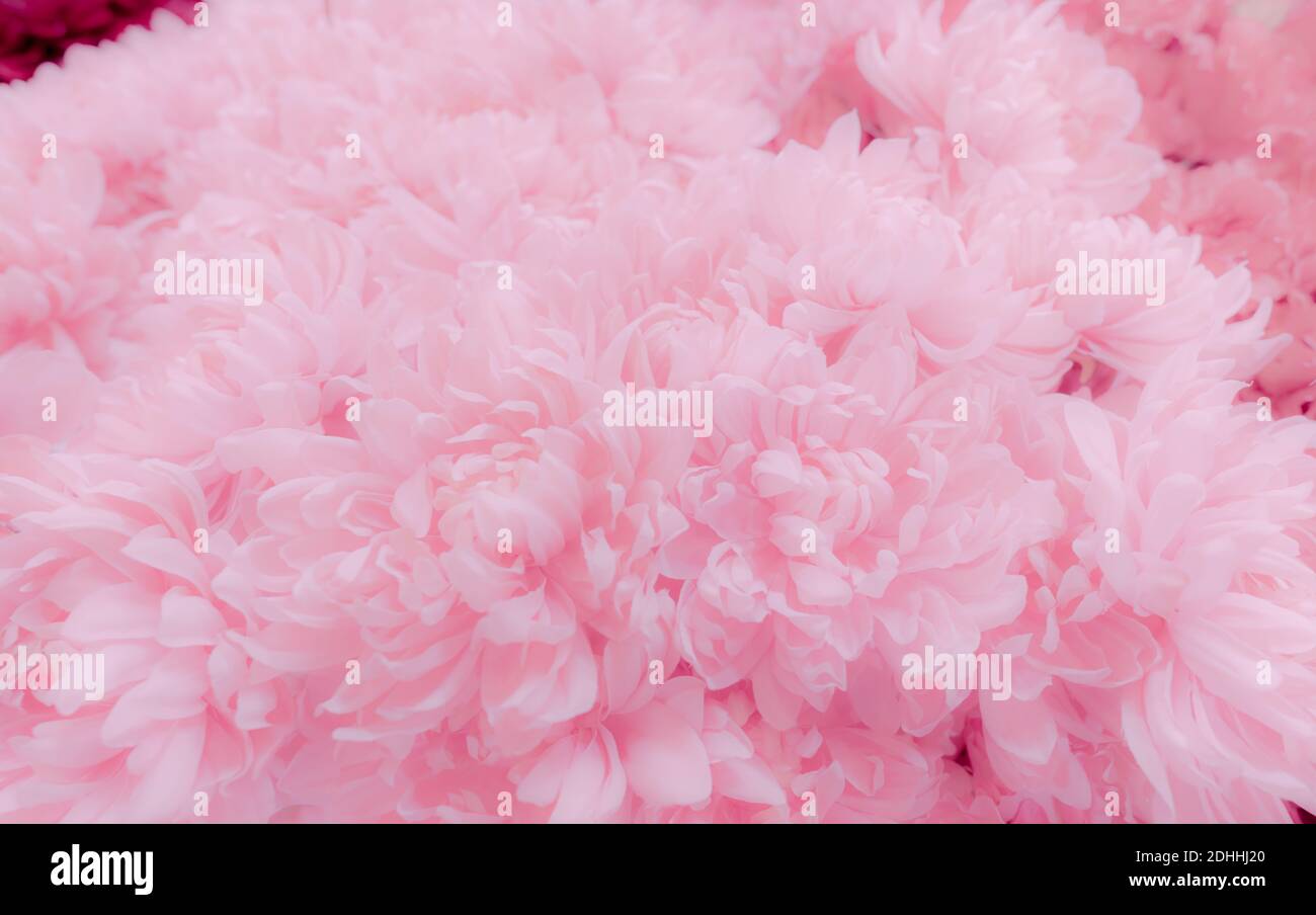 Pink flower texture background. Soft and pastel color petals of pink ...