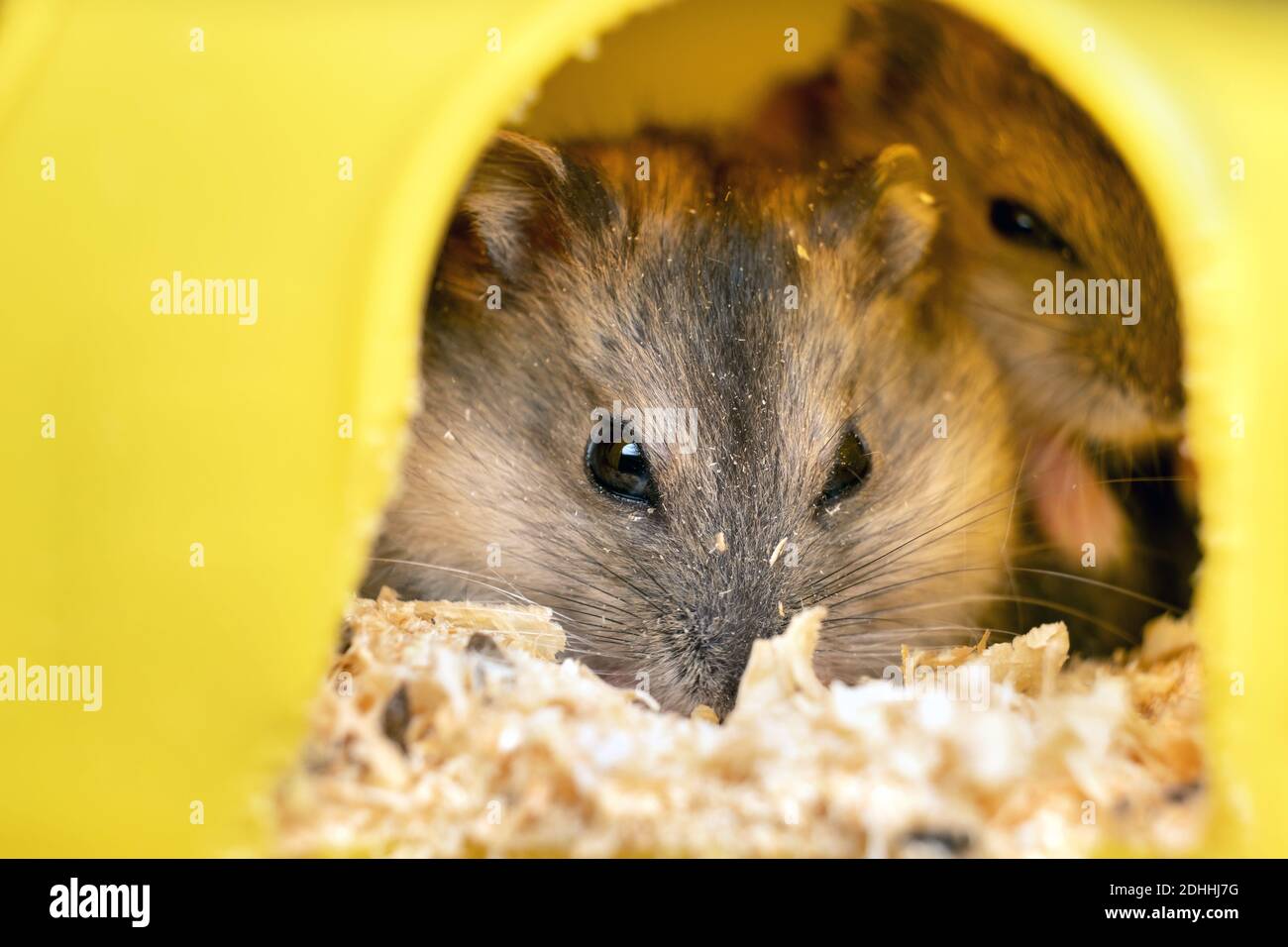 Small gray jungar hamster rats in yellow home cage Stock Photo - Alamy
