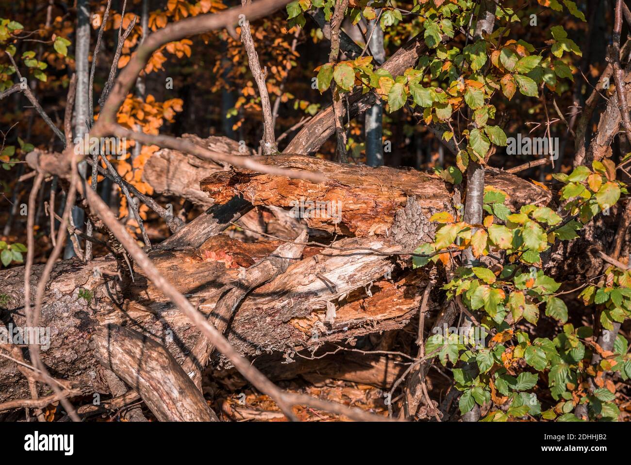 Close up of fallen broken dead tree trunk branch on forest floor in ...
