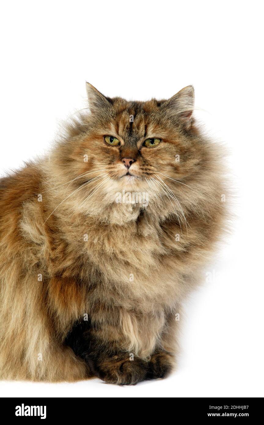 Tortoiseshell Persian Domestic Cat, Female sitting against White ...