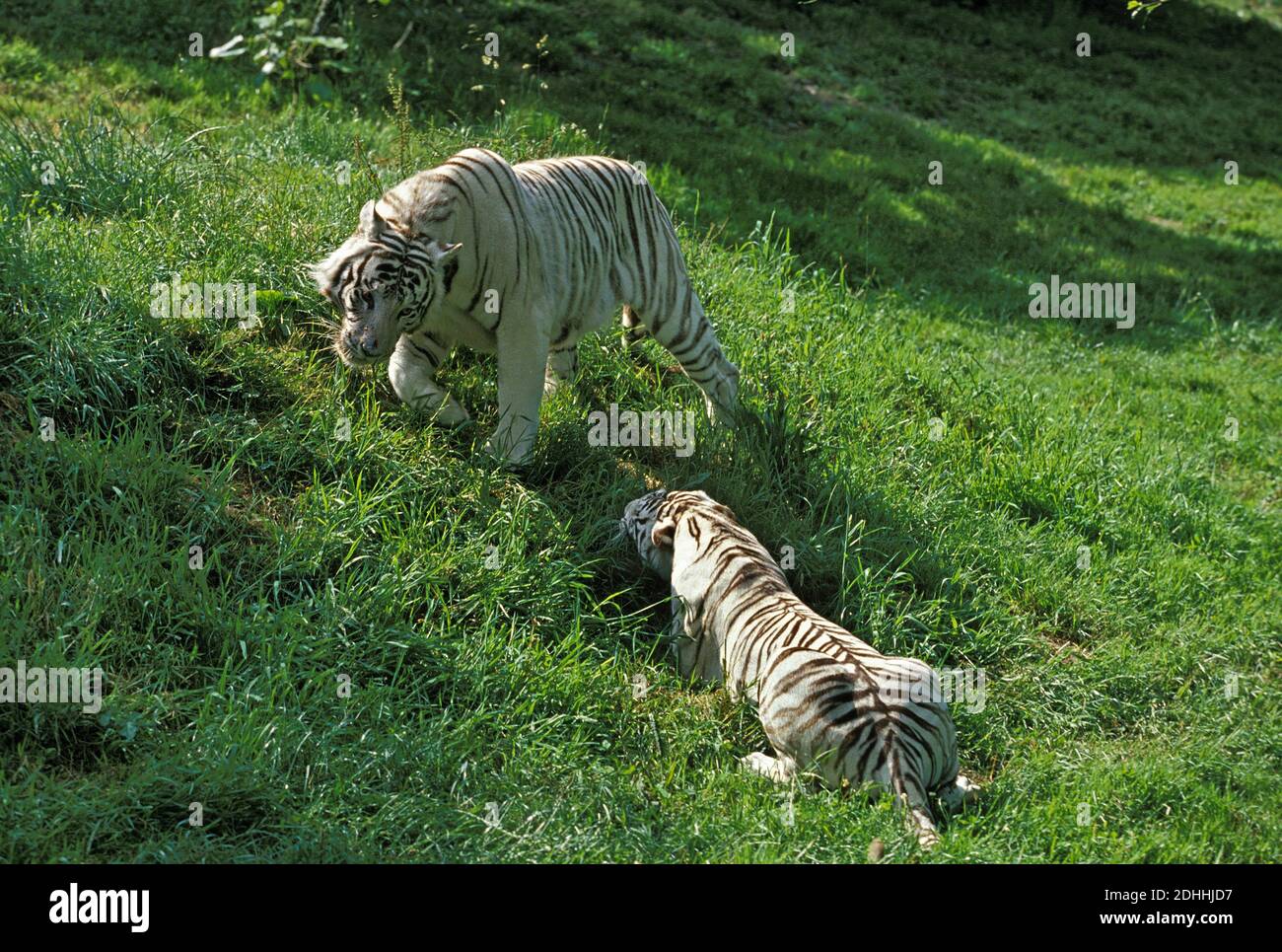 White Tiger, panthera tigris, Pair before Mating Stock Photo - Alamy