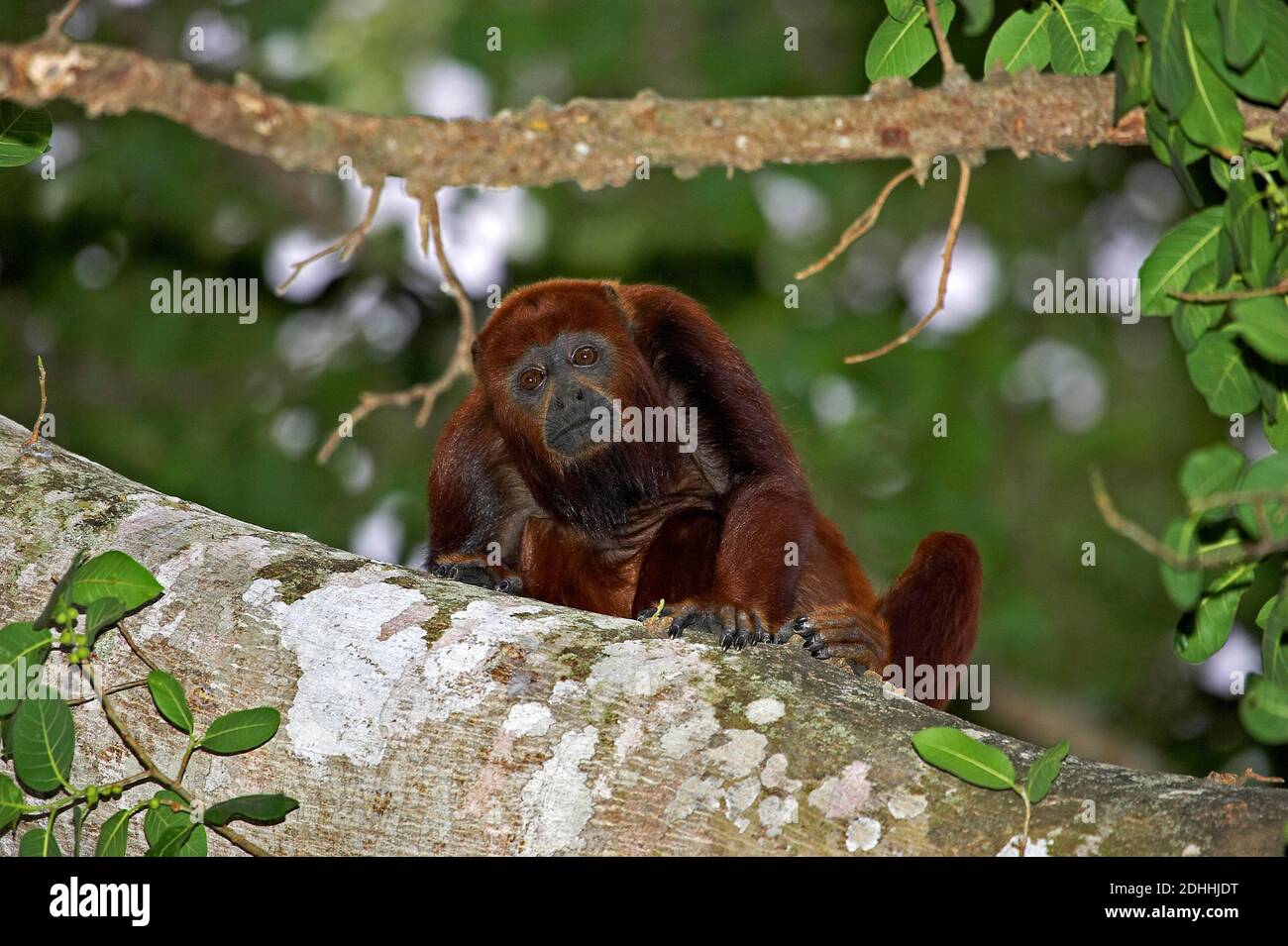 Red Howler Monkey, alouatta seniculus, Adult standing in Tree, Los ...