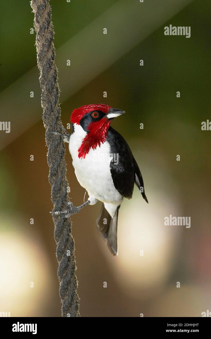 Red-Capped Cardinal, paroaria gularis, Adult hanging from Rope, Los ...