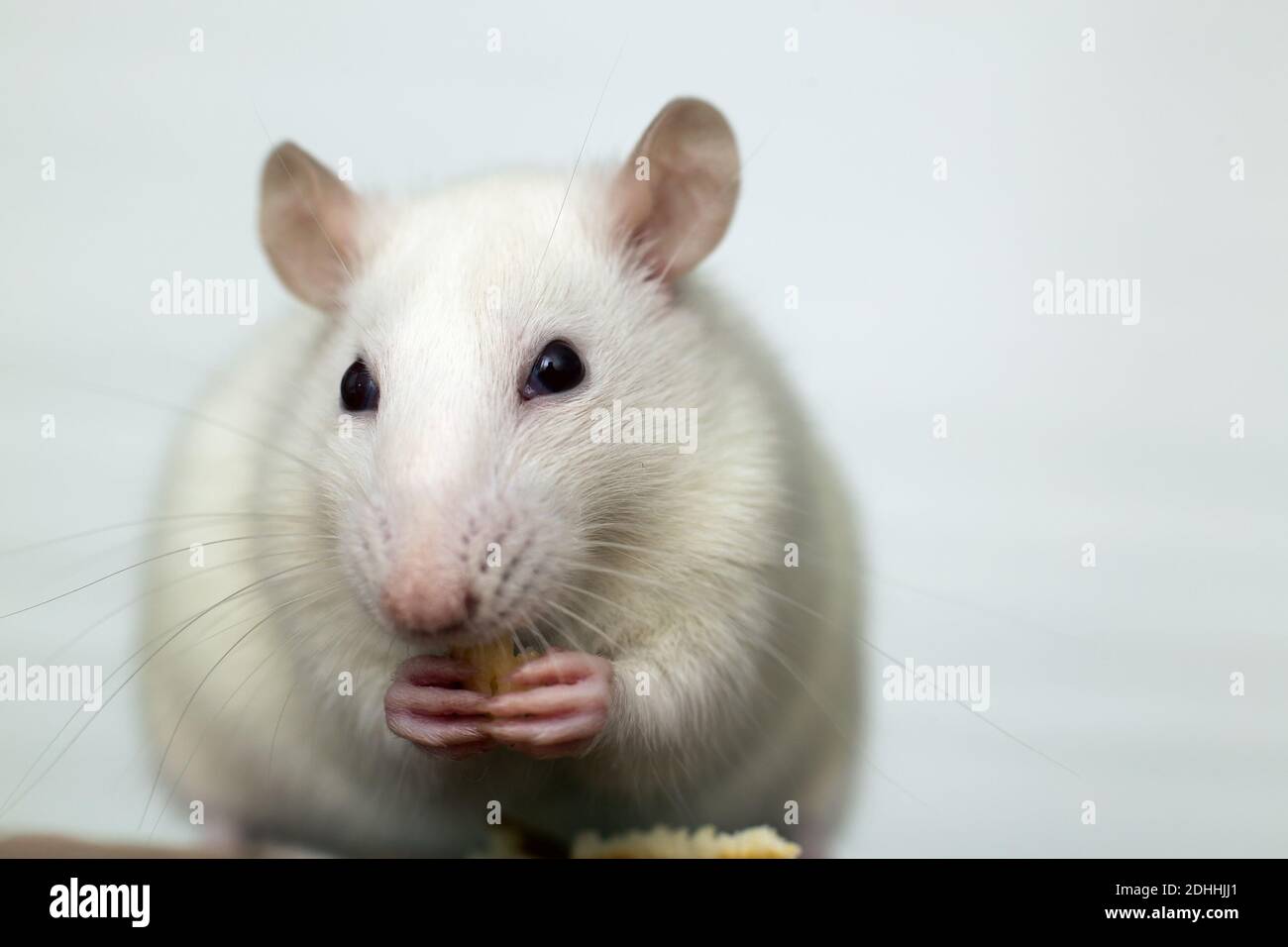 Lab rat , lab mouse, eating hi-res stock photography and images - Alamy