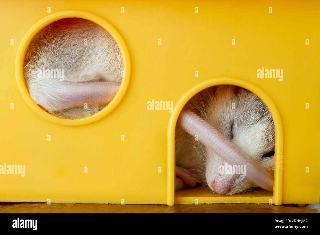 Closeup of funny white domestic rat with long whiskers sleeping in ...
