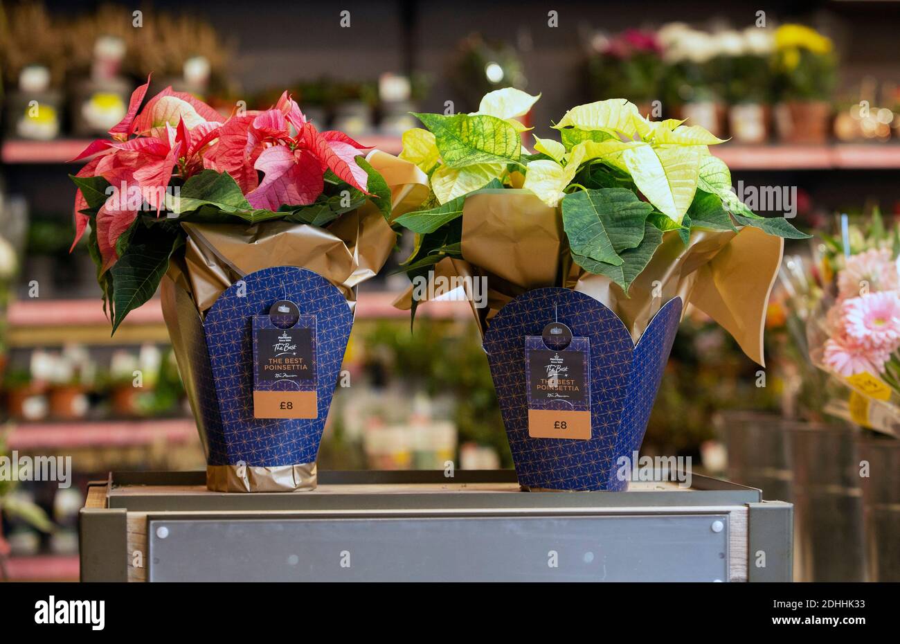 EDITORIAL USE ONLY General view of the poinsettias available in the ...