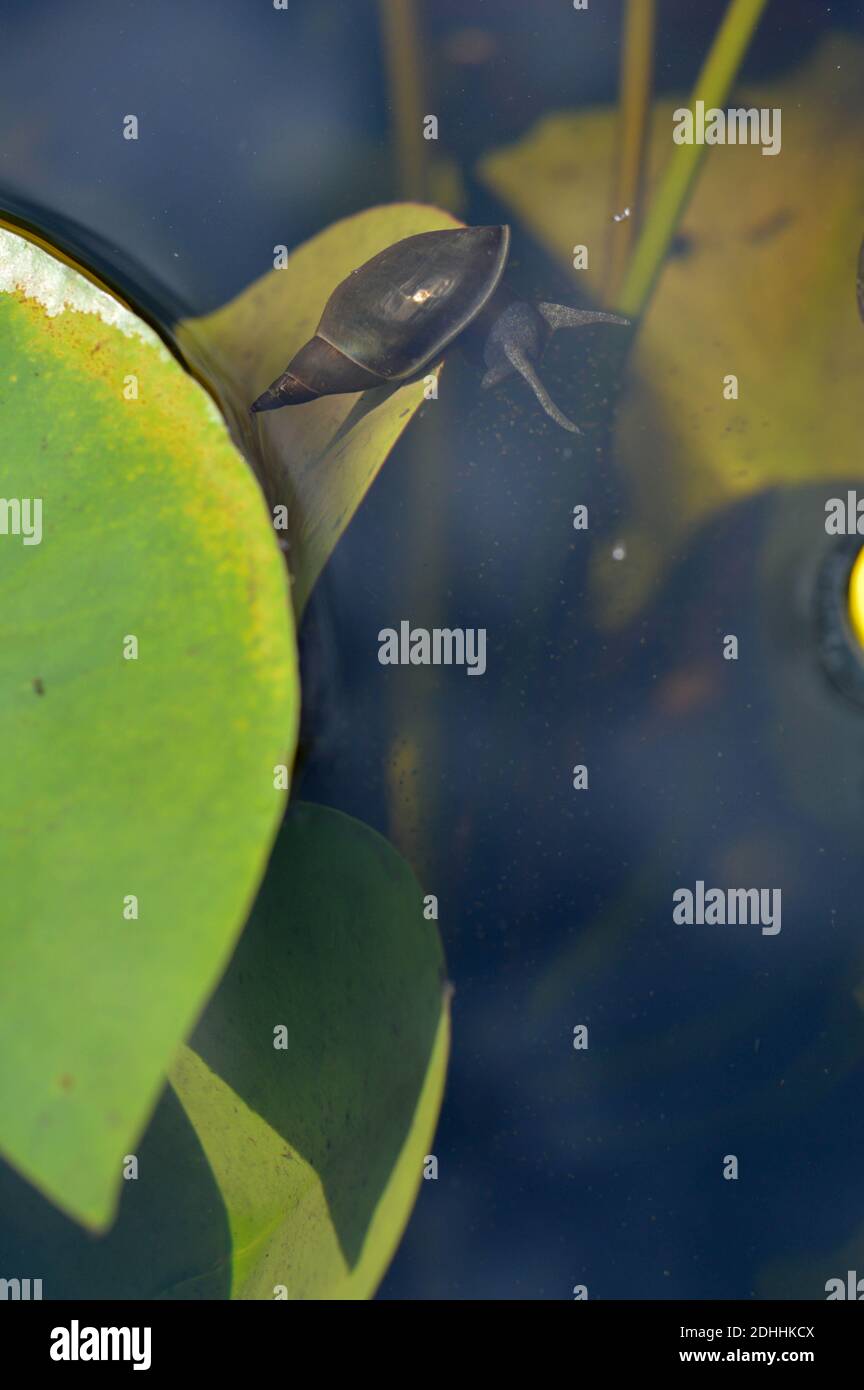 Freshwater snail, snail underwater, in water, in a small lake, on water ...