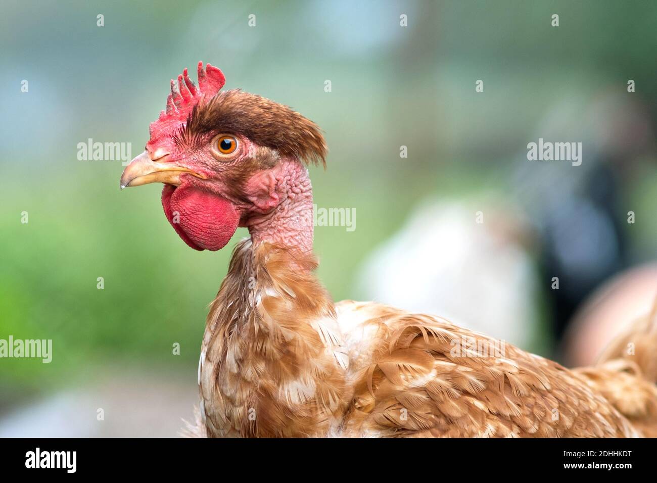Chicken feeding on traditional rural barnyard. Hens on barn yard in eco ...