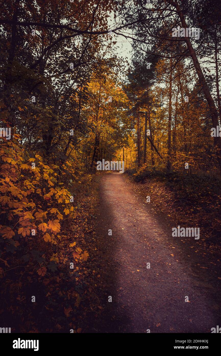 a moody autumn day in the world. whit great color and halloween feeling ...