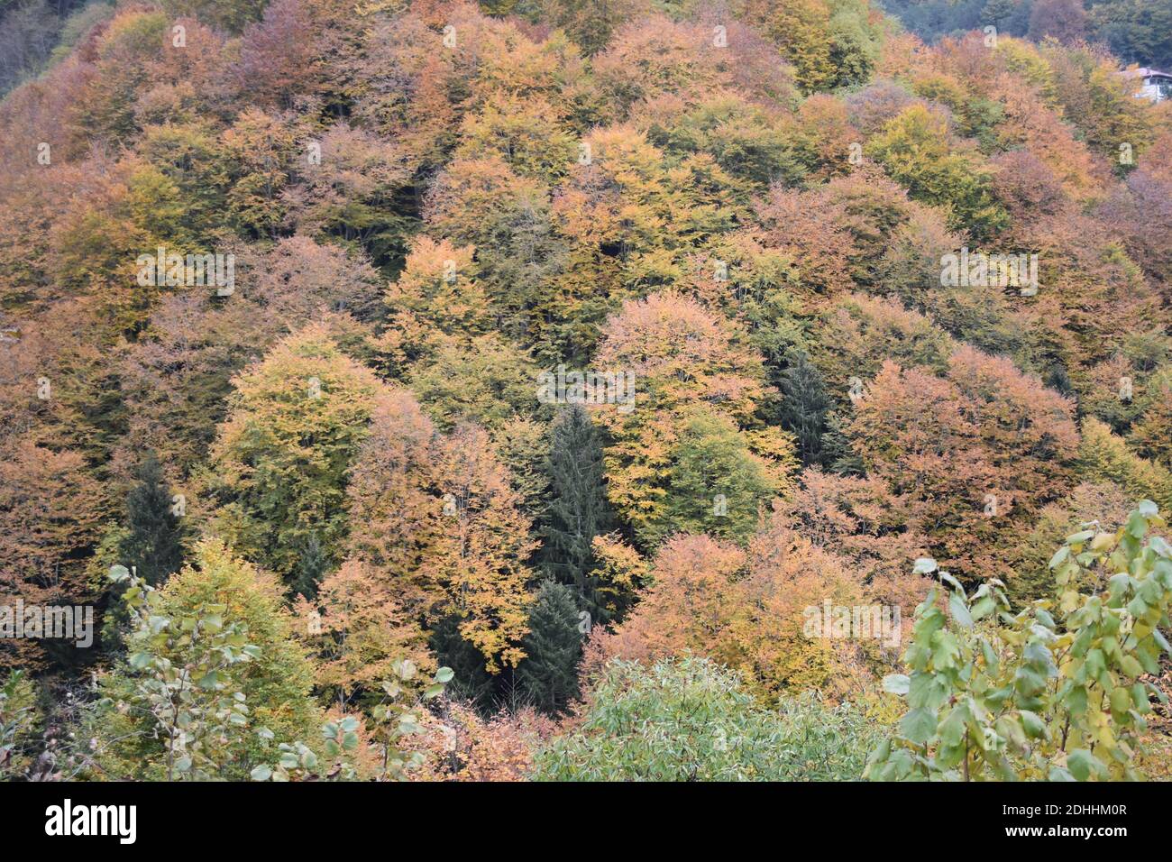A majestic shot of a densely forested hill slope covered with colorful ...