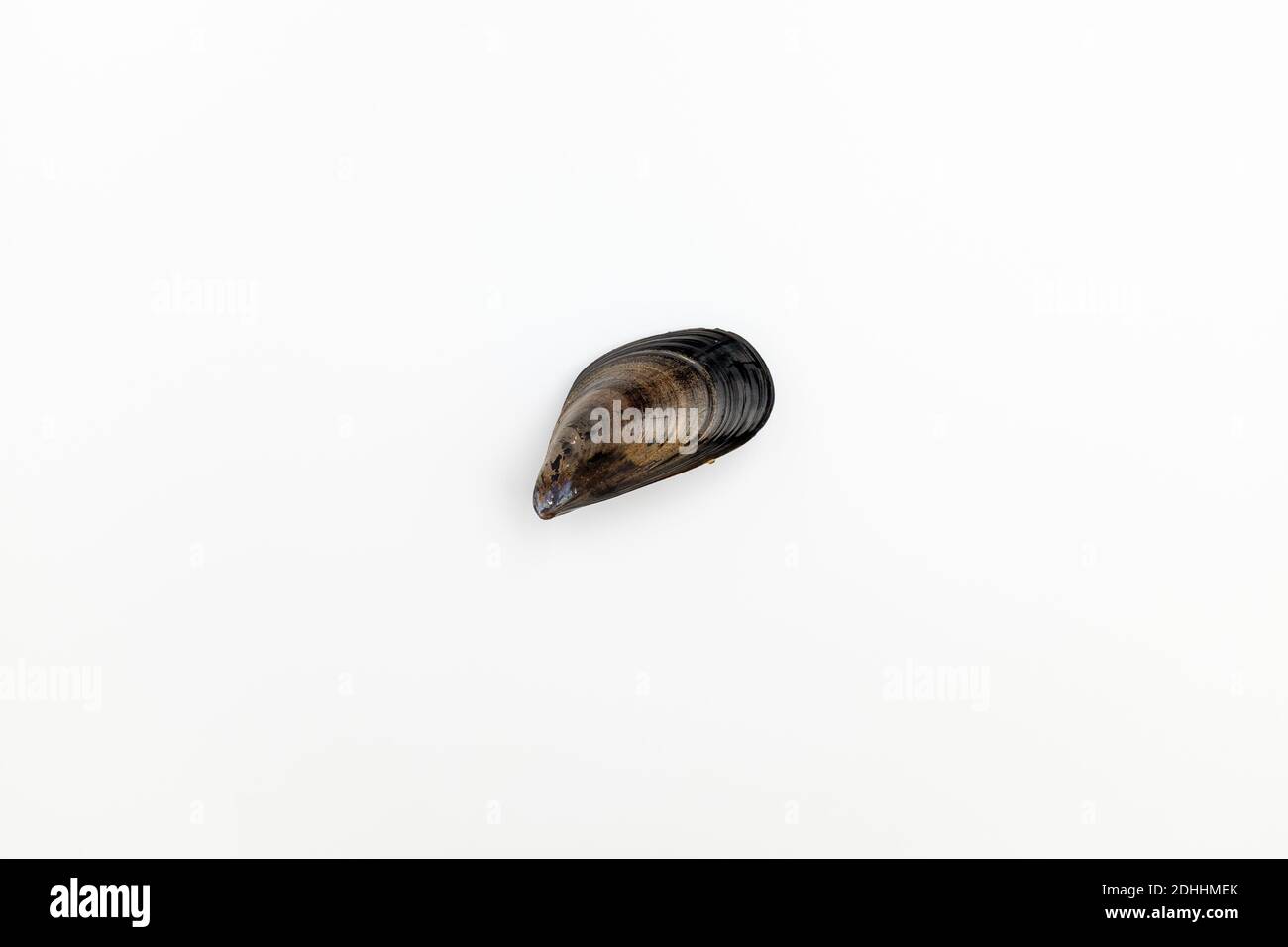 Mussel shells on white background Stock Photo - Alamy