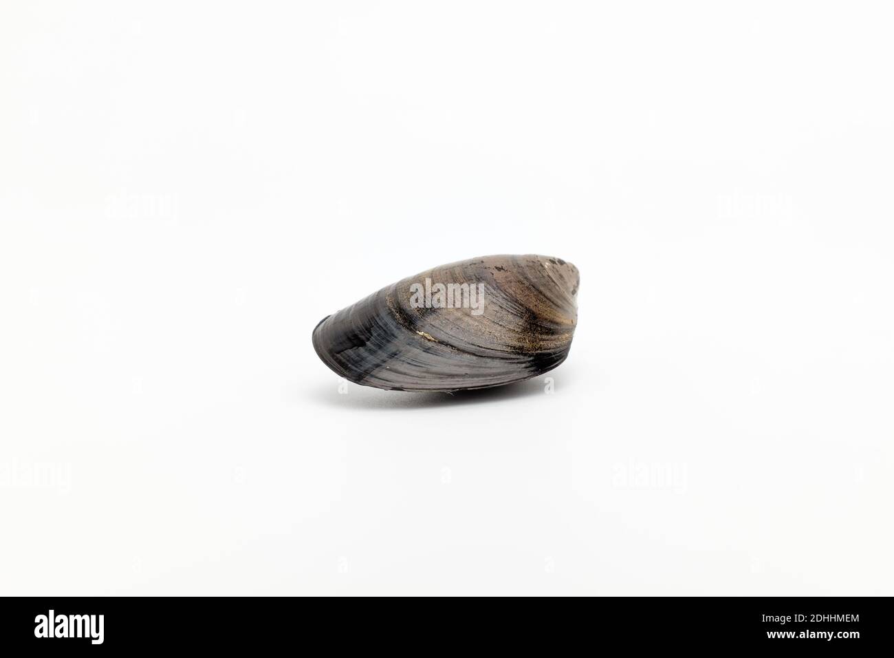 Close up clams mussels on hi-res stock photography and images - Alamy