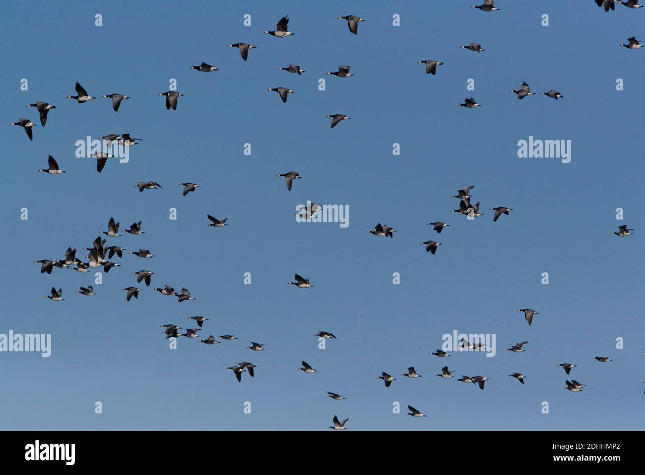 Barnacle Goose on migration could bring avian influenca to Europe Stock ...