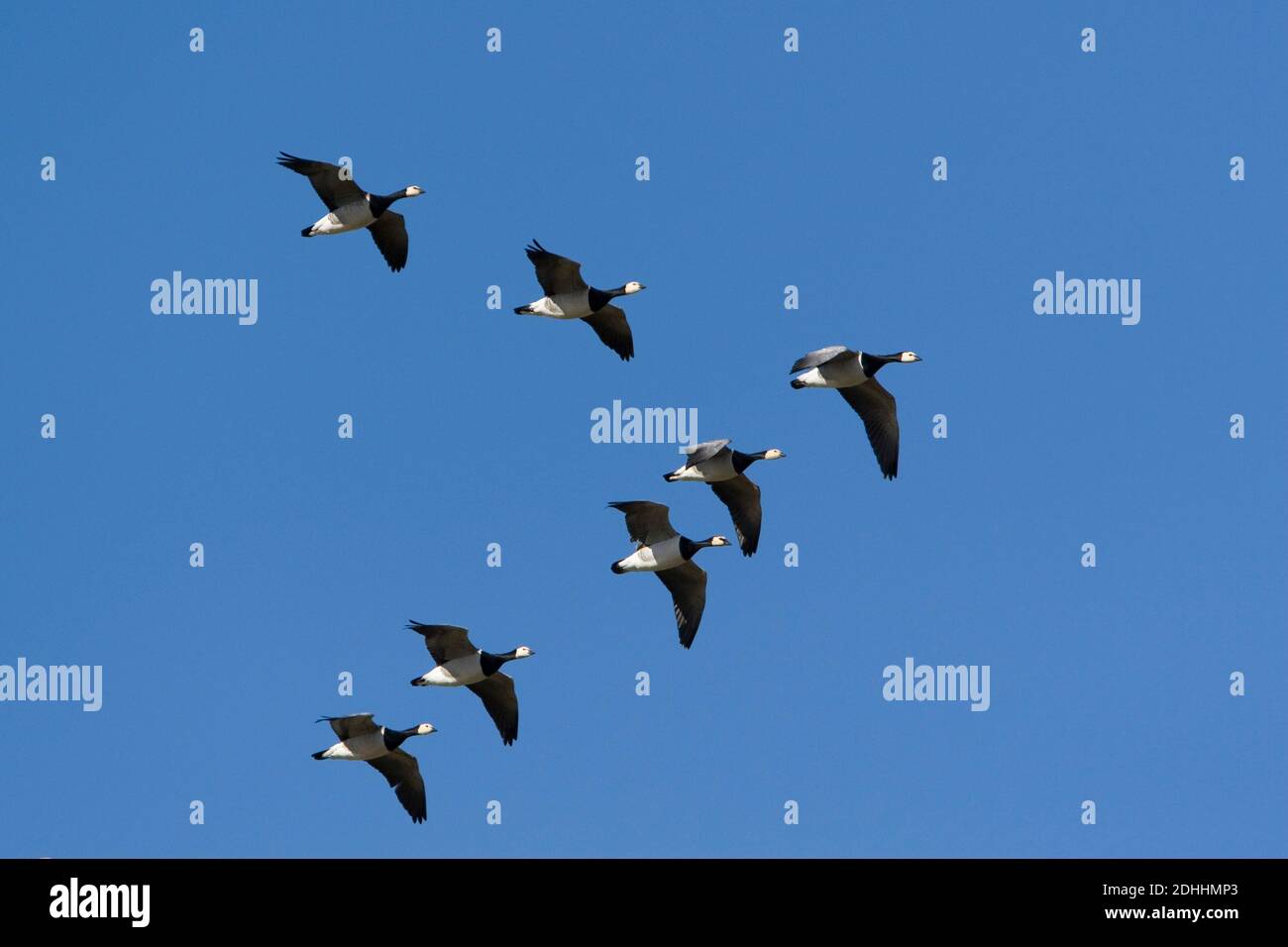 Barnacle Goose on migration could bring avian influenca to Europe Stock ...