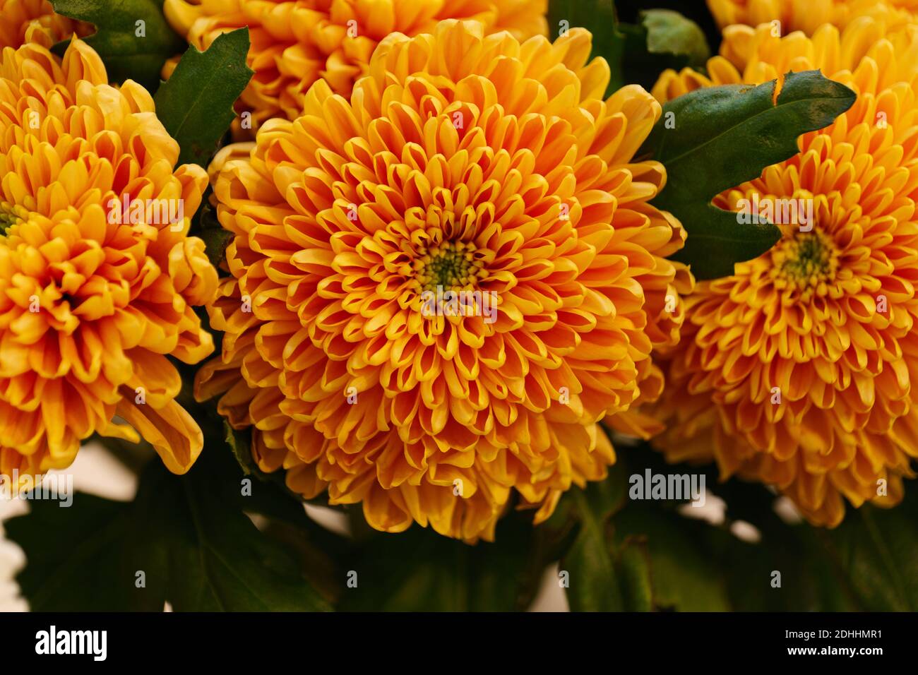 Astra purple hi-res stock photography and images - Alamy