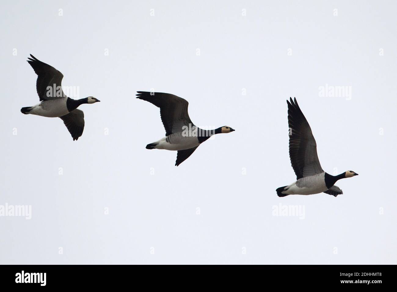 Barnacle Goose on migration could bring avian influenca to Europe Stock ...