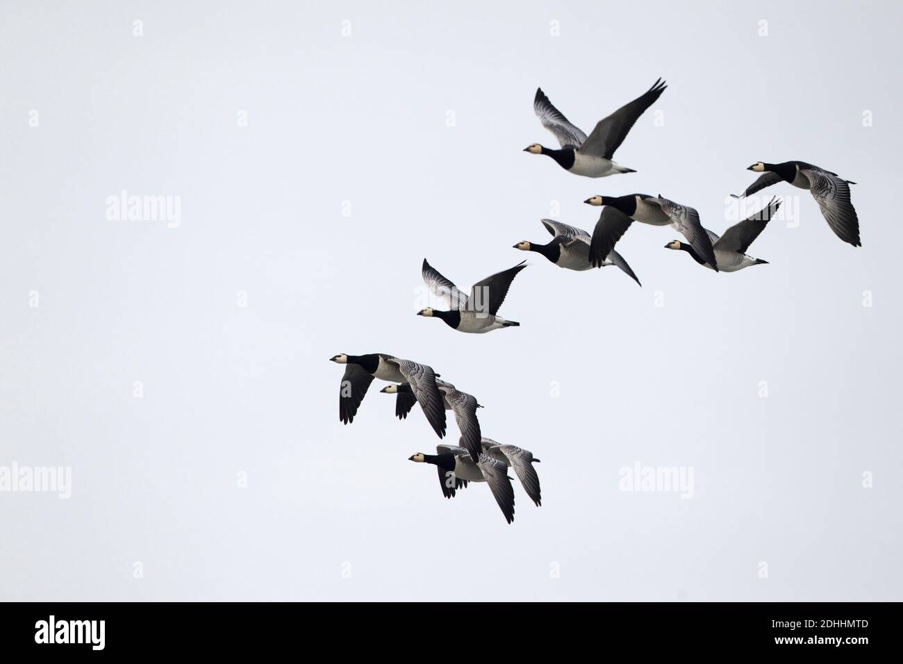 Barnacle Goose Migration