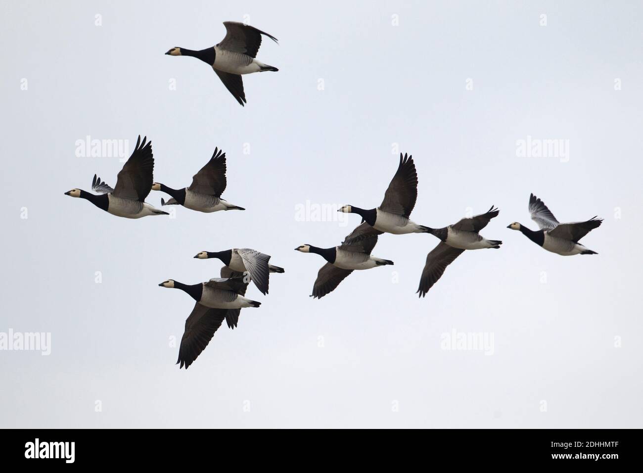 Barnacle Goose on migration could bring avian influenca to Europe Stock ...