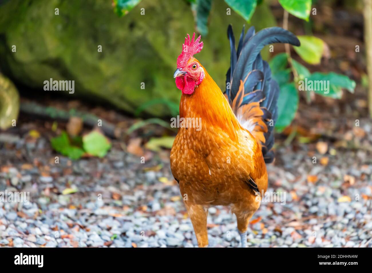 Wild chicken roaming a farm in Oahu, Hawaii Stock Photo - Alamy