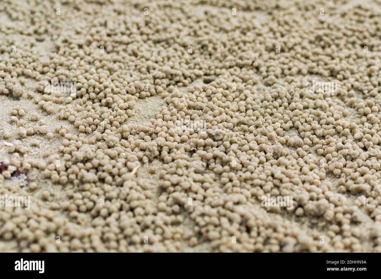 Sand ball on the beach making by crab after low tide Stock Photo - Alamy