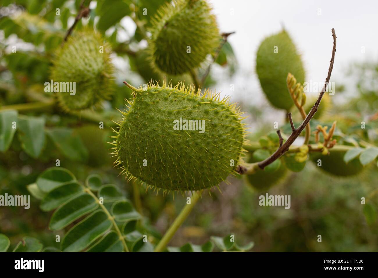 A selective focus shot of prickly fruits with a torn defense growing in ...