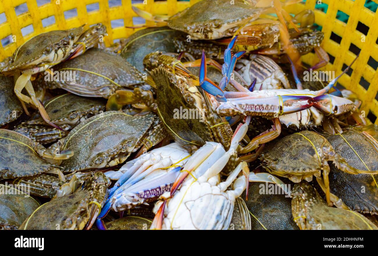 Blue Crabs stored in a live box for selling. The city of Kep Cambodia ...
