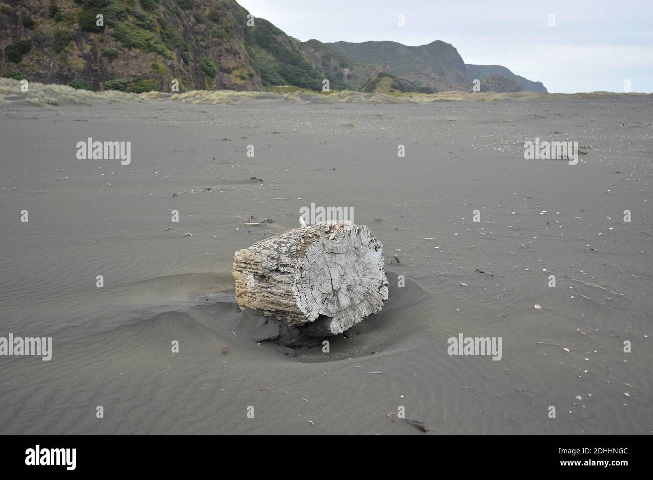 A closeup of a tree stump on a beach sand Stock Photo - Alamy