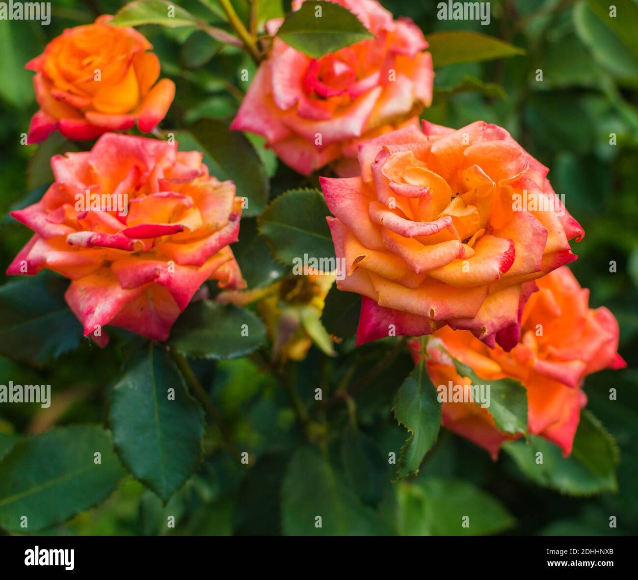 Bush of beautiful light red roses in flower garden Stock Photo - Alamy