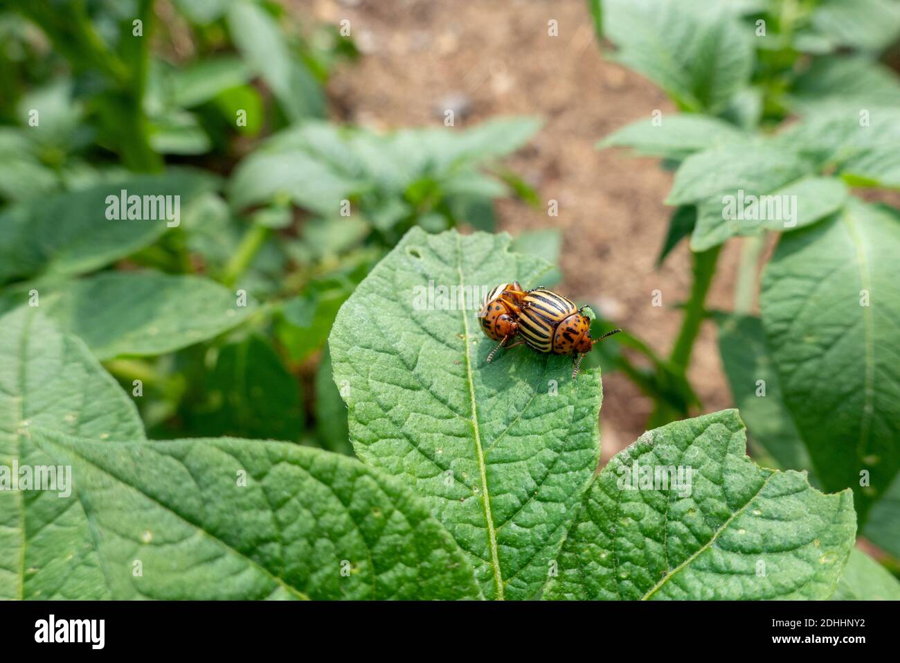 The Colorado potato beetles on potato leaf in the garden Stock Photo ...
