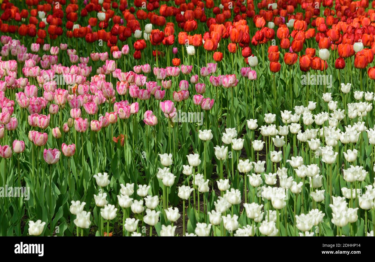 Blooming tulip flowers in the spring park in Kyiv, Ukraine Stock Photo ...