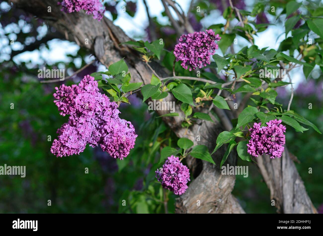Inflorescence of Syringa lilac flowers in blooming period Stock Photo ...