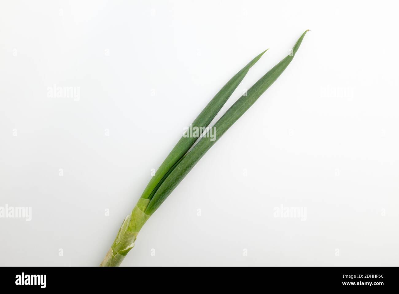Long plant hi-res stock photography and images - Alamy