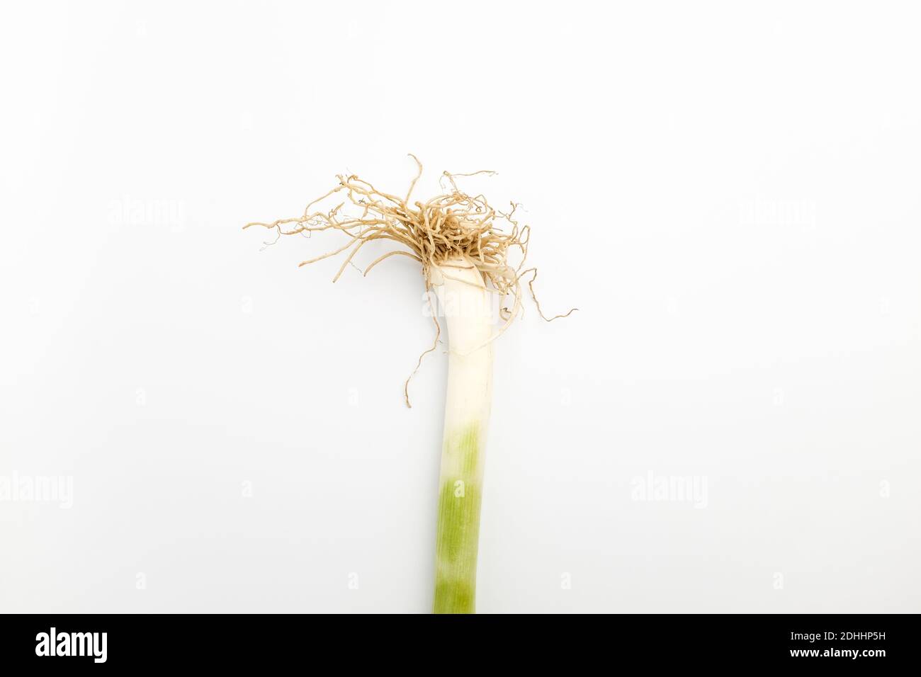 Long plant hi-res stock photography and images - Alamy
