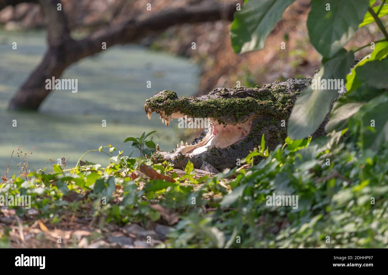 Mugger crocodile Crocodylus palustris resting with open jaws at Indian ...
