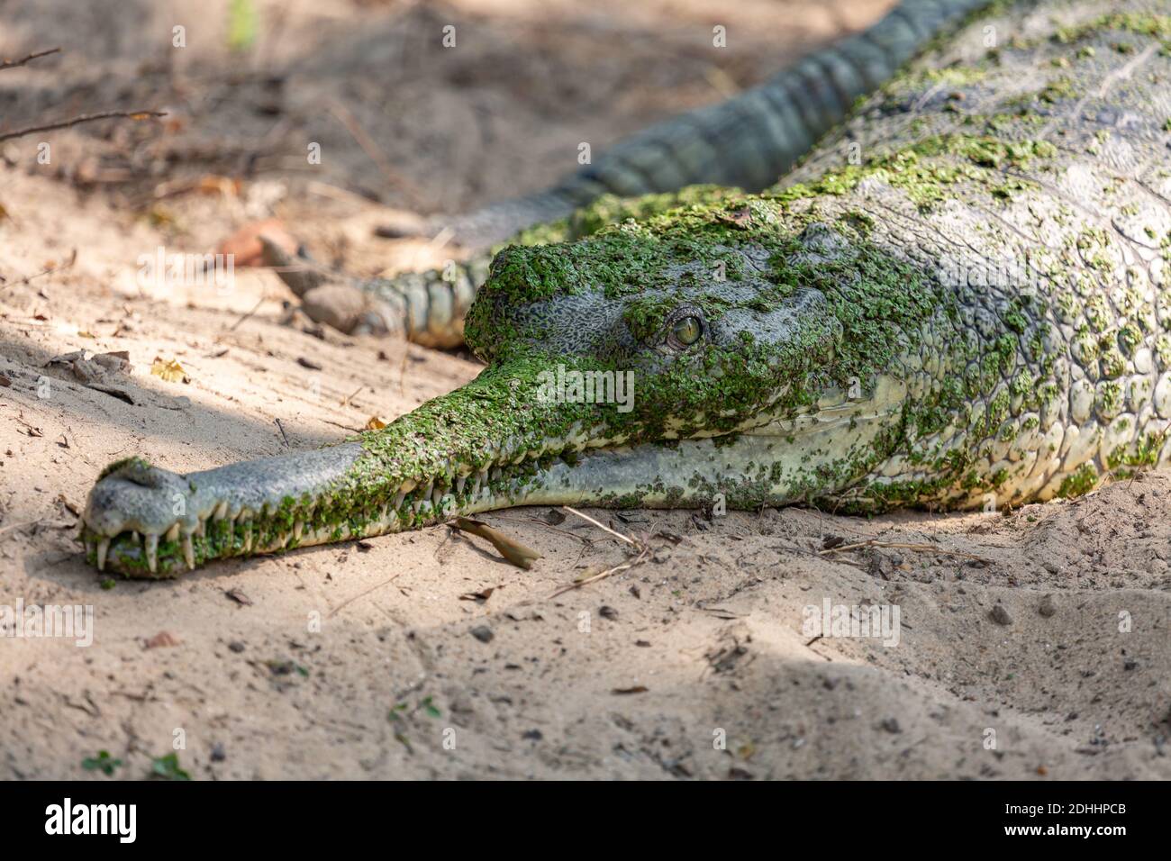 Indian crocodile also known as Gharial in close up view at wildlife ...