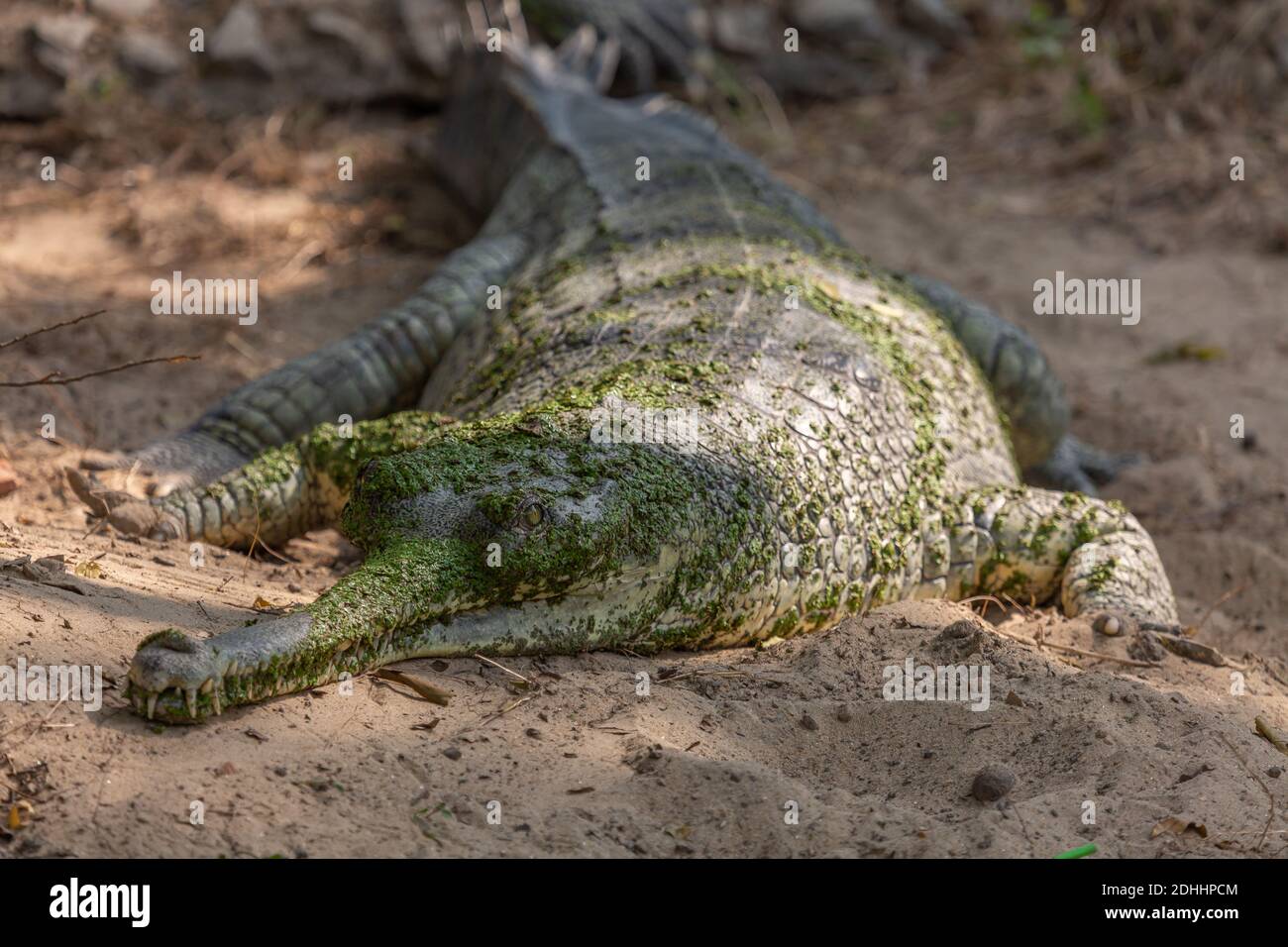 Indian crocodile also known as Gharial in close up view at wildlife ...