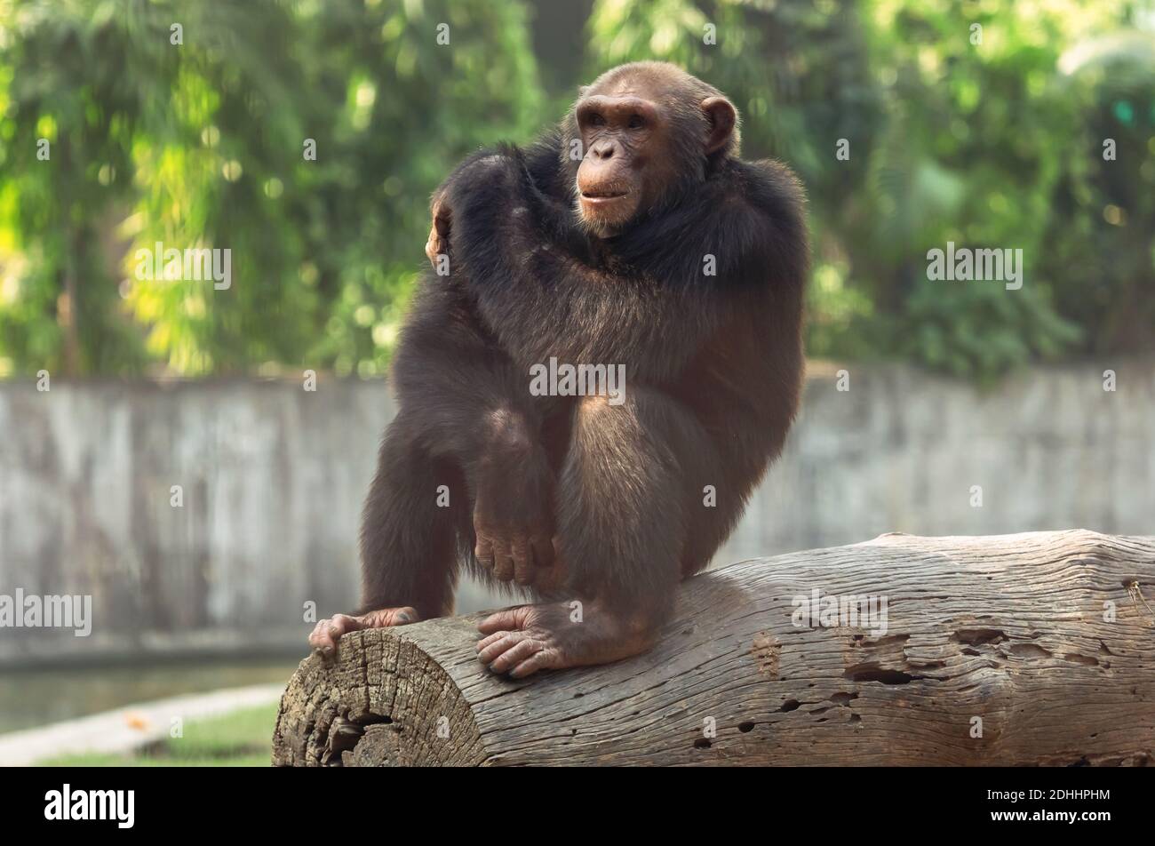 Chimpanzee ape with cute facial expression sitting on a fallen tree ...